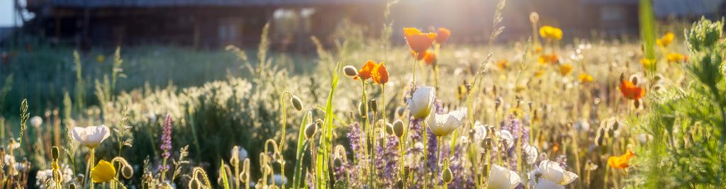 HAE: Sustainable Women's Clothing & Accessories – HAE-us